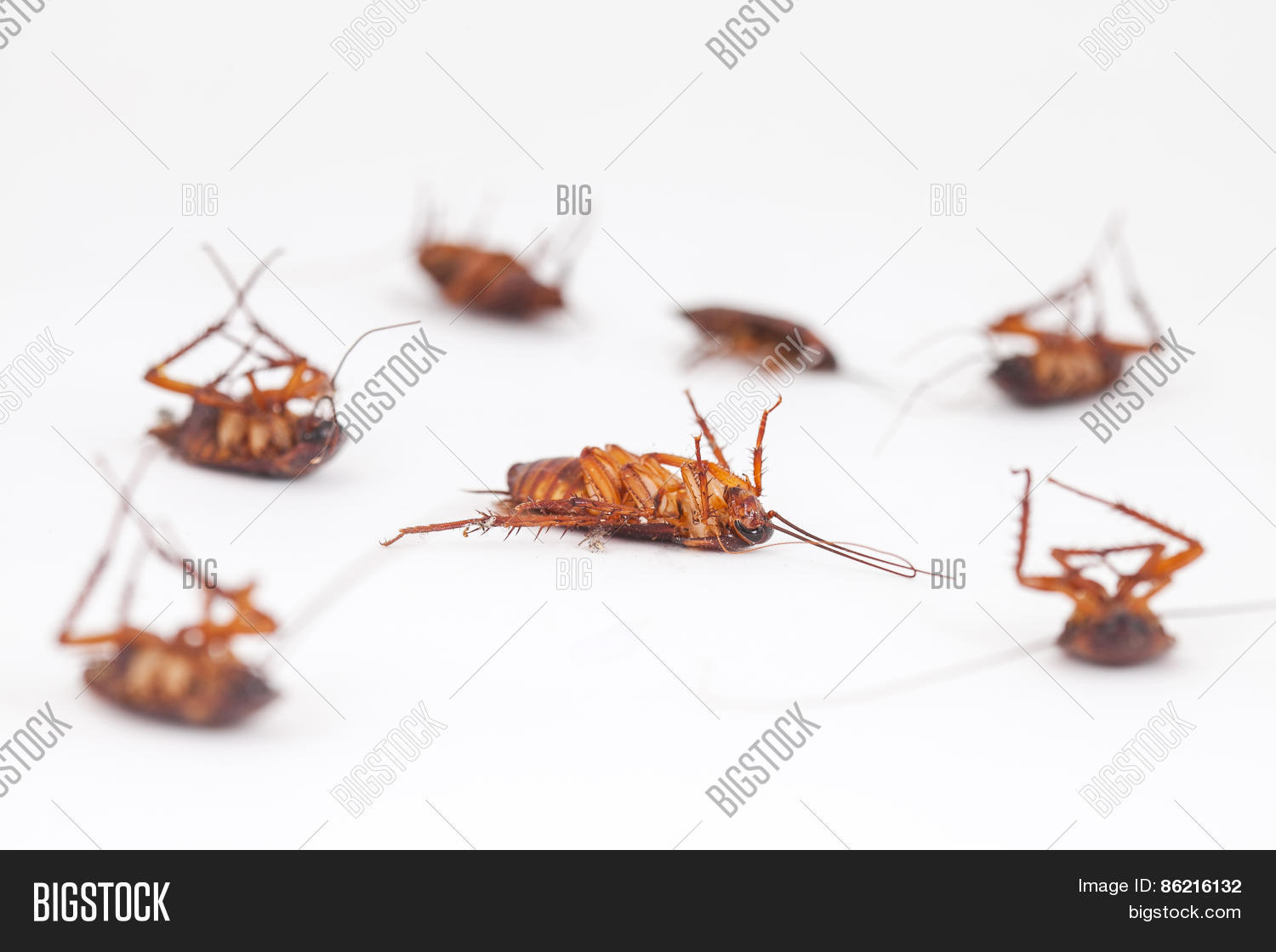 Cockroach Dead On Image & Photo (Free Trial) | Bigstock