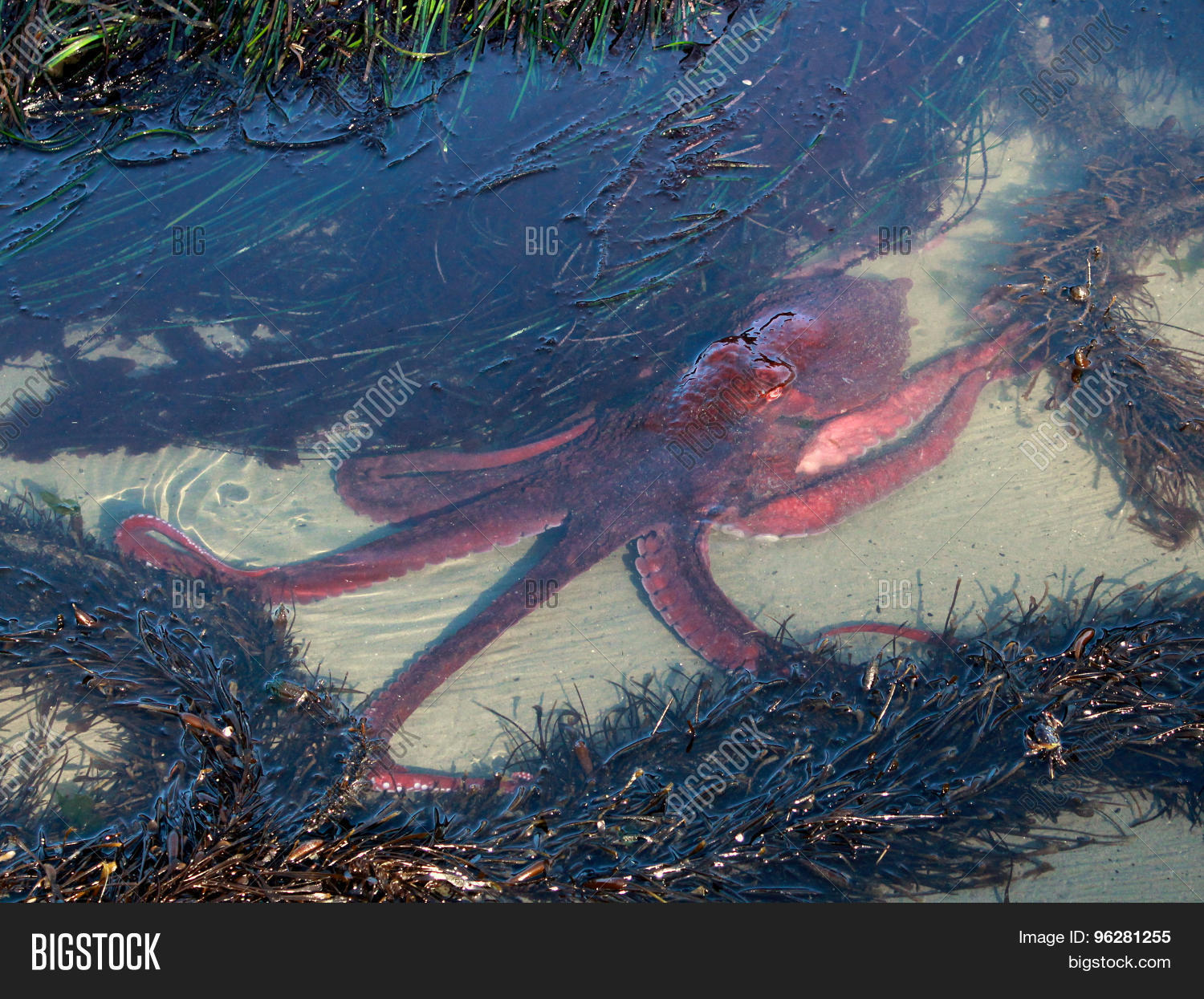 Giant Pacific Octopus Image & Photo (Free Trial) | Bigstock