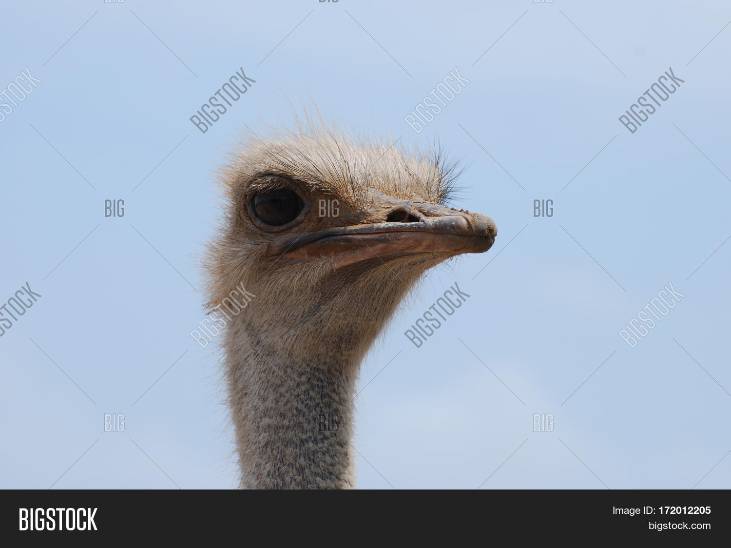 Very Stern Face On Image & Photo (Free Trial) | Bigstock