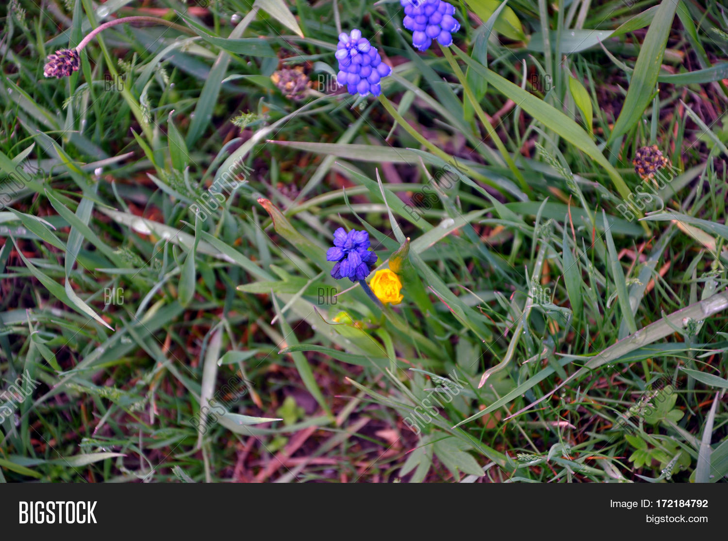 Wildflowers Grass Image & Photo (Free Trial) | Bigstock