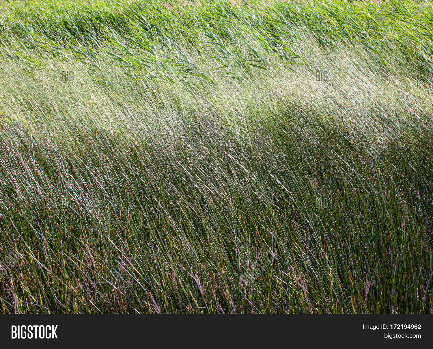 Tall Grass Field Sunny Image & Photo (Free Trial) | Bigstock