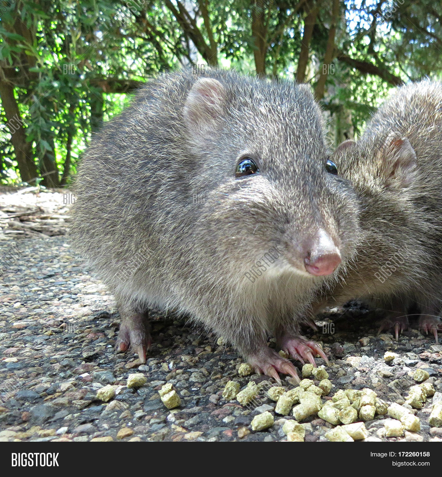 Potoroo Bandicoot Image & Photo (Free Trial) | Bigstock