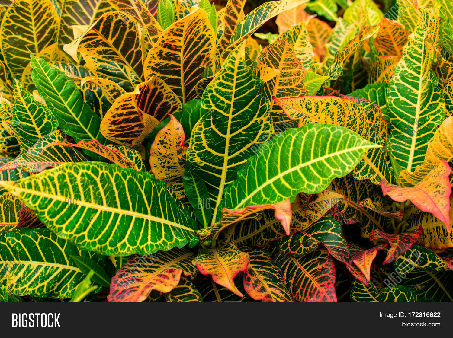 Colorful Croton Leaf. Image & Photo (Free Trial) | Bigstock