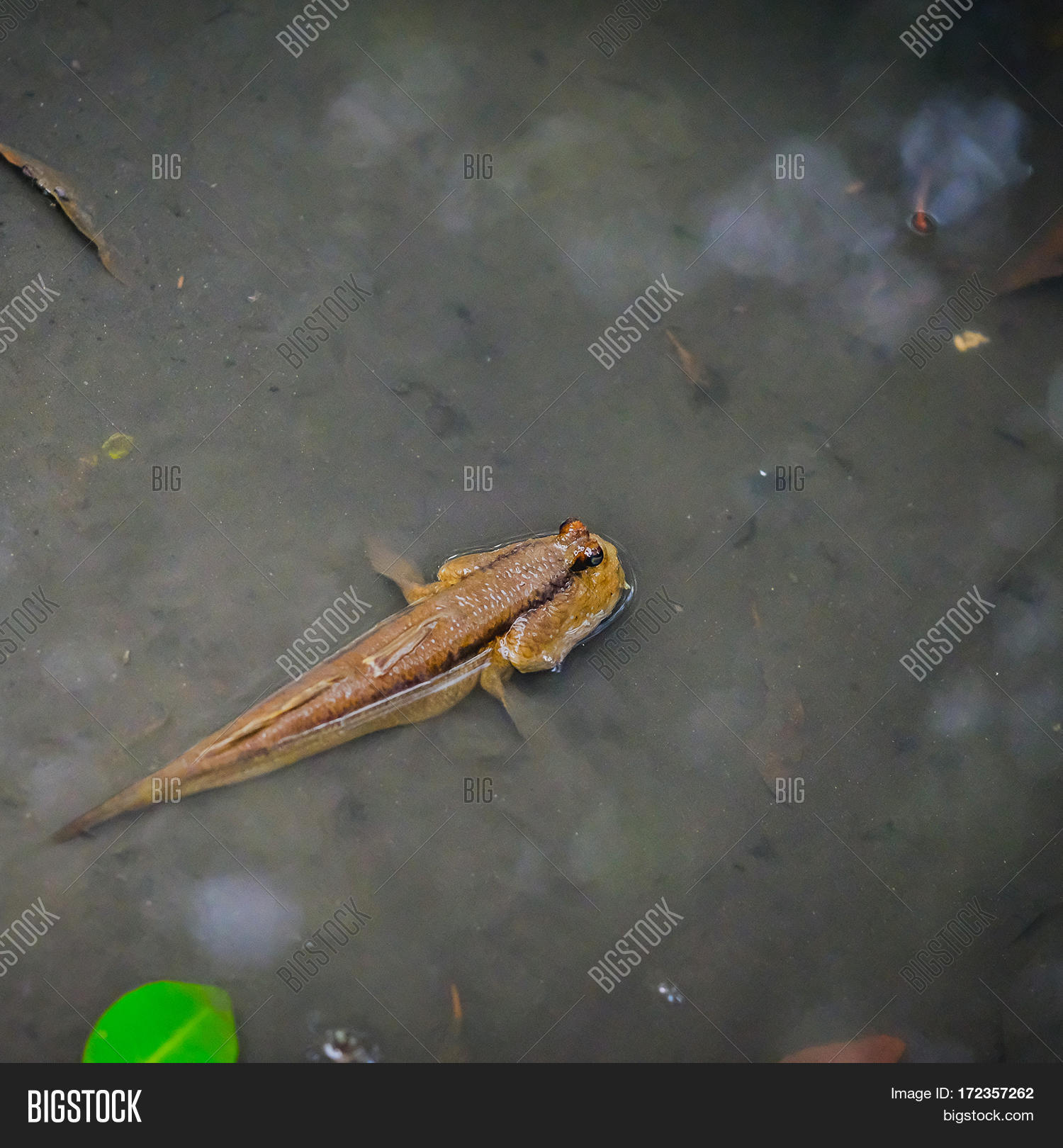Mudskipper Water Image & Photo (Free Trial) | Bigstock
