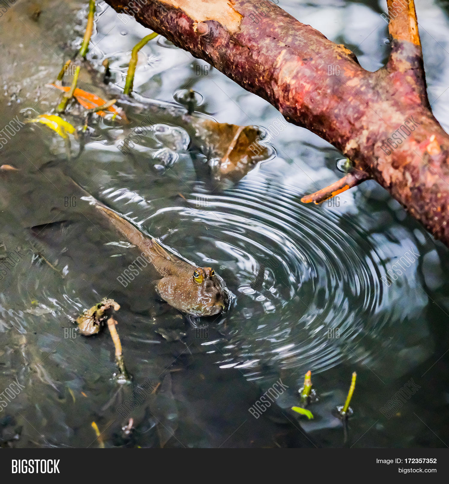 Mudskipper Water Image & Photo (Free Trial) | Bigstock