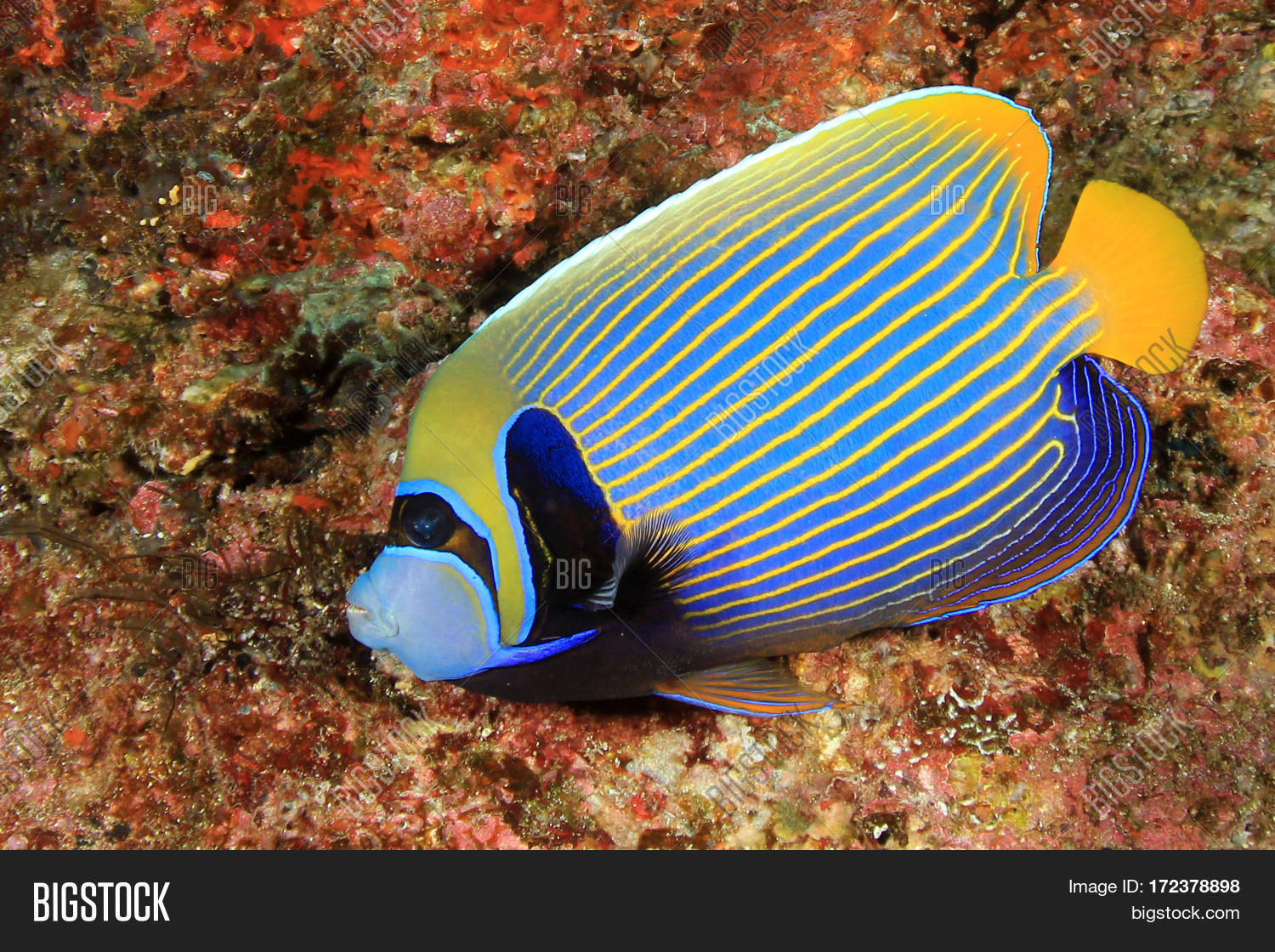 Emperor Angelfish. Image & Photo (Free Trial) | Bigstock