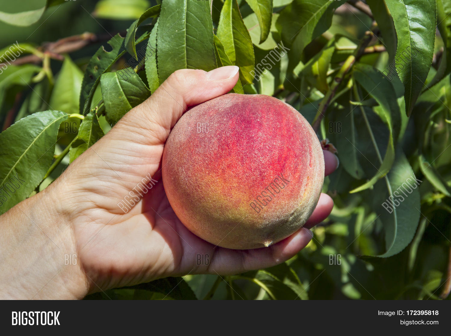 Colorful Ripe Peach Image & Photo (Free Trial) | Bigstock
