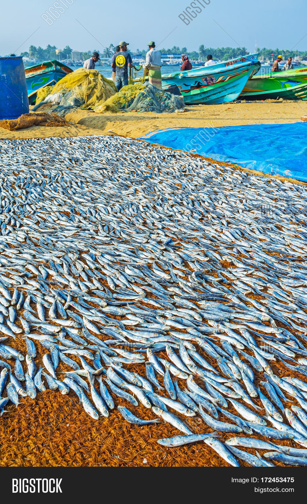 Fish Processing Image & Photo (Free Trial) | Bigstock