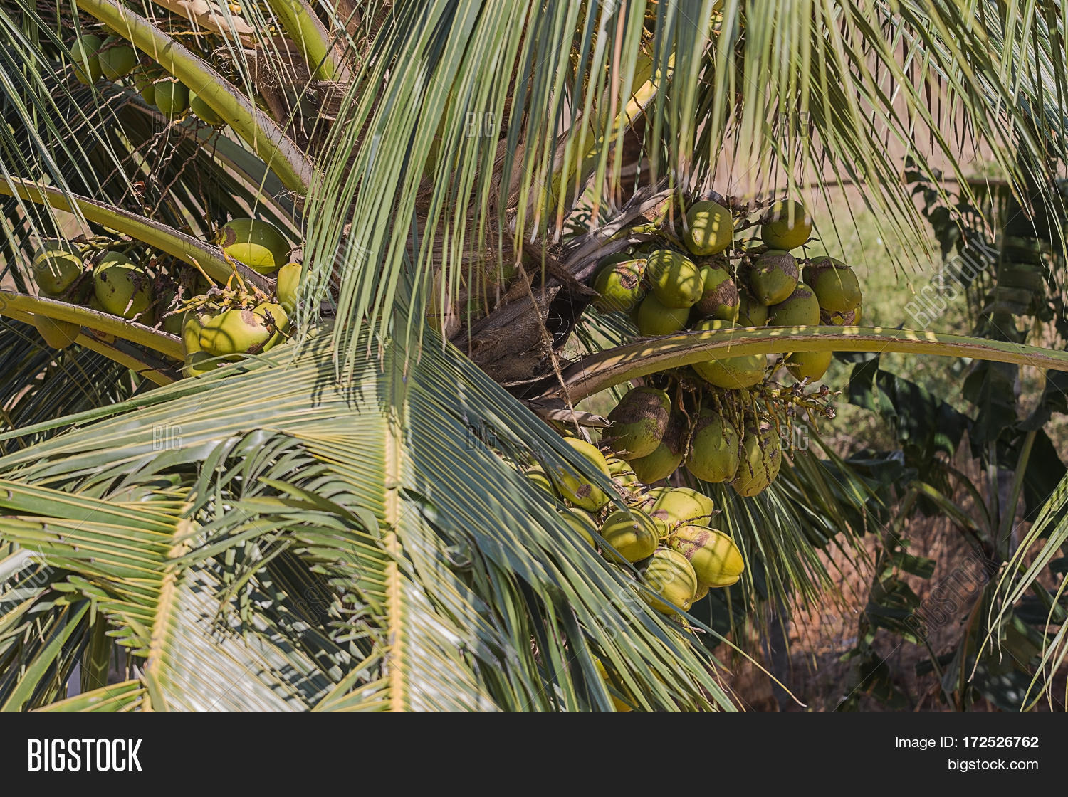 Photo Bunch Coconuts Image & Photo (Free Trial) | Bigstock