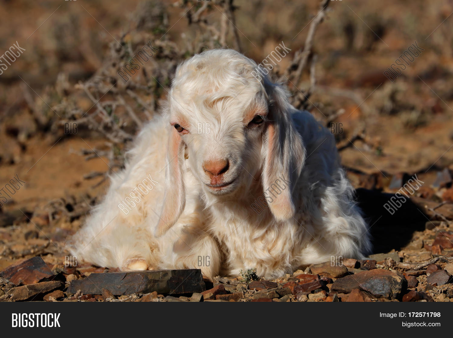Young Angora Goat Kid Image & Photo (Free Trial) | Bigstock