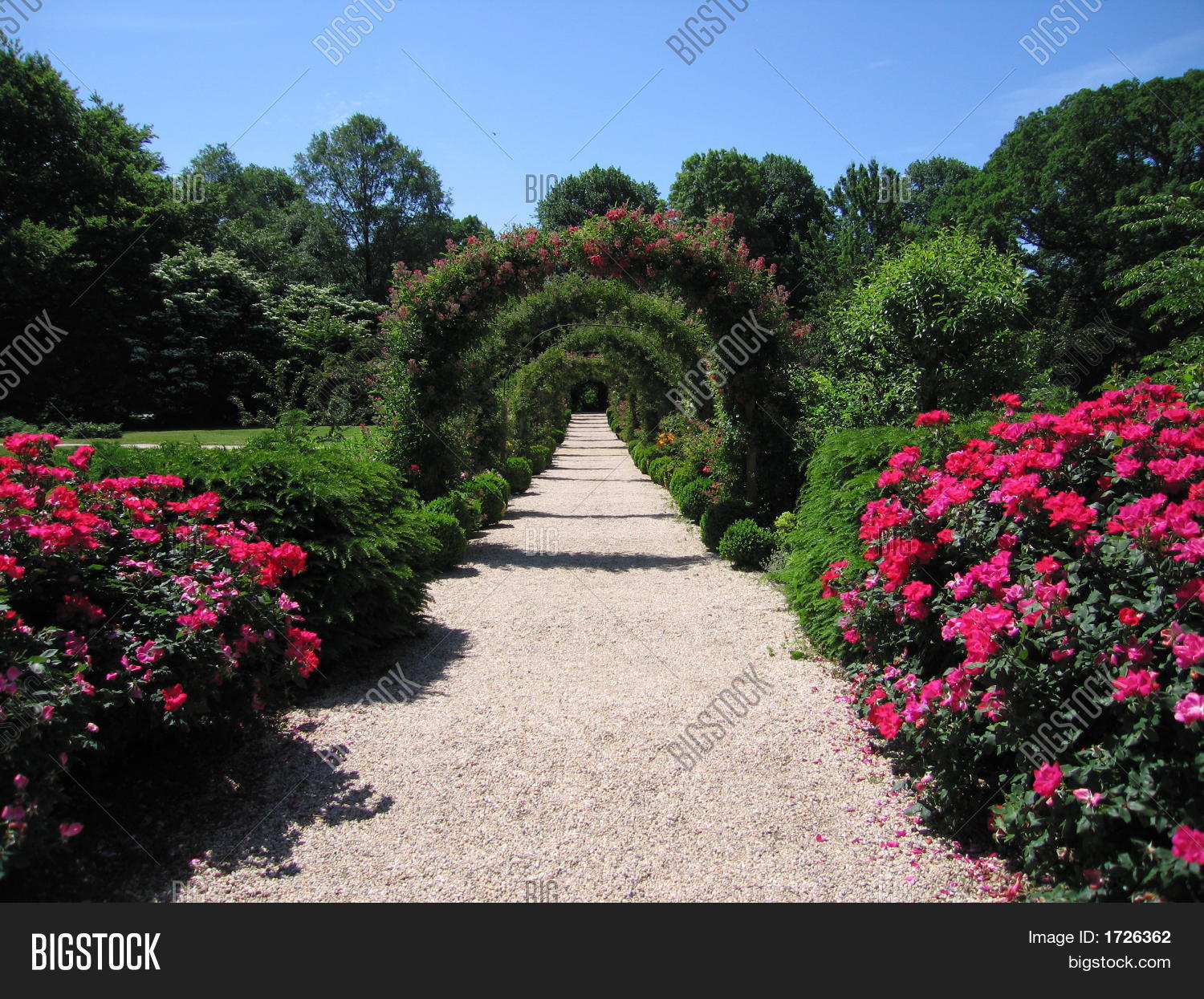 Rose Arches Walkway Image & Photo (Free Trial) | Bigstock