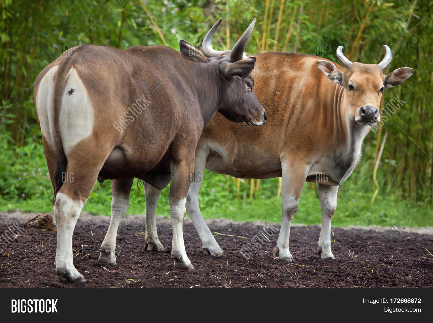 Javan Banteng (Bos Image & Photo (Free Trial) | Bigstock