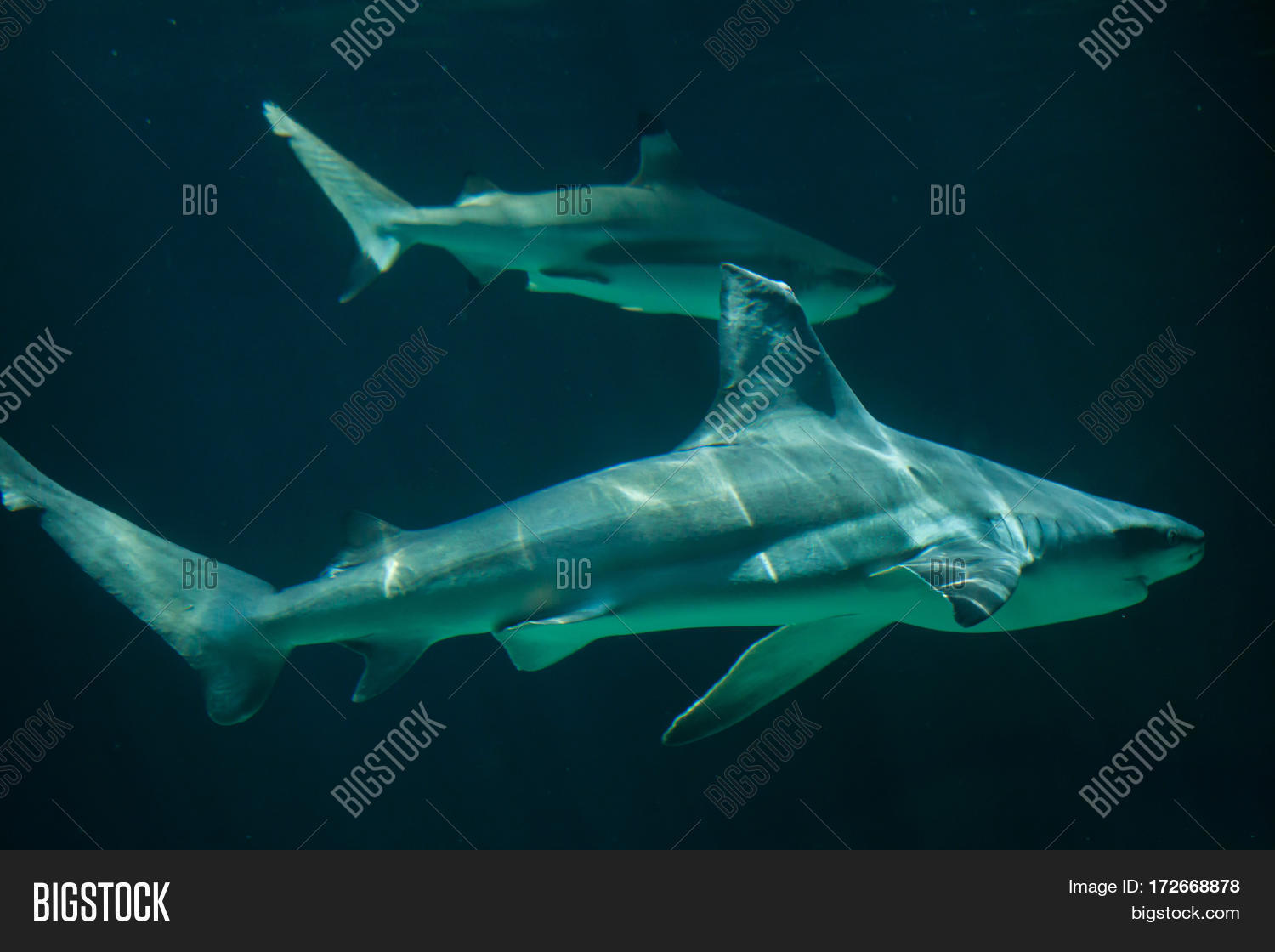 Sandbar Shark ( Image & Photo (Free Trial) | Bigstock