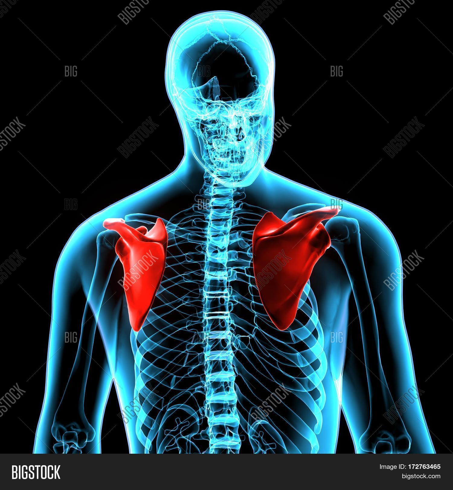 Scapula Bone Anatomy Image & Photo (Free Trial) | Bigstock