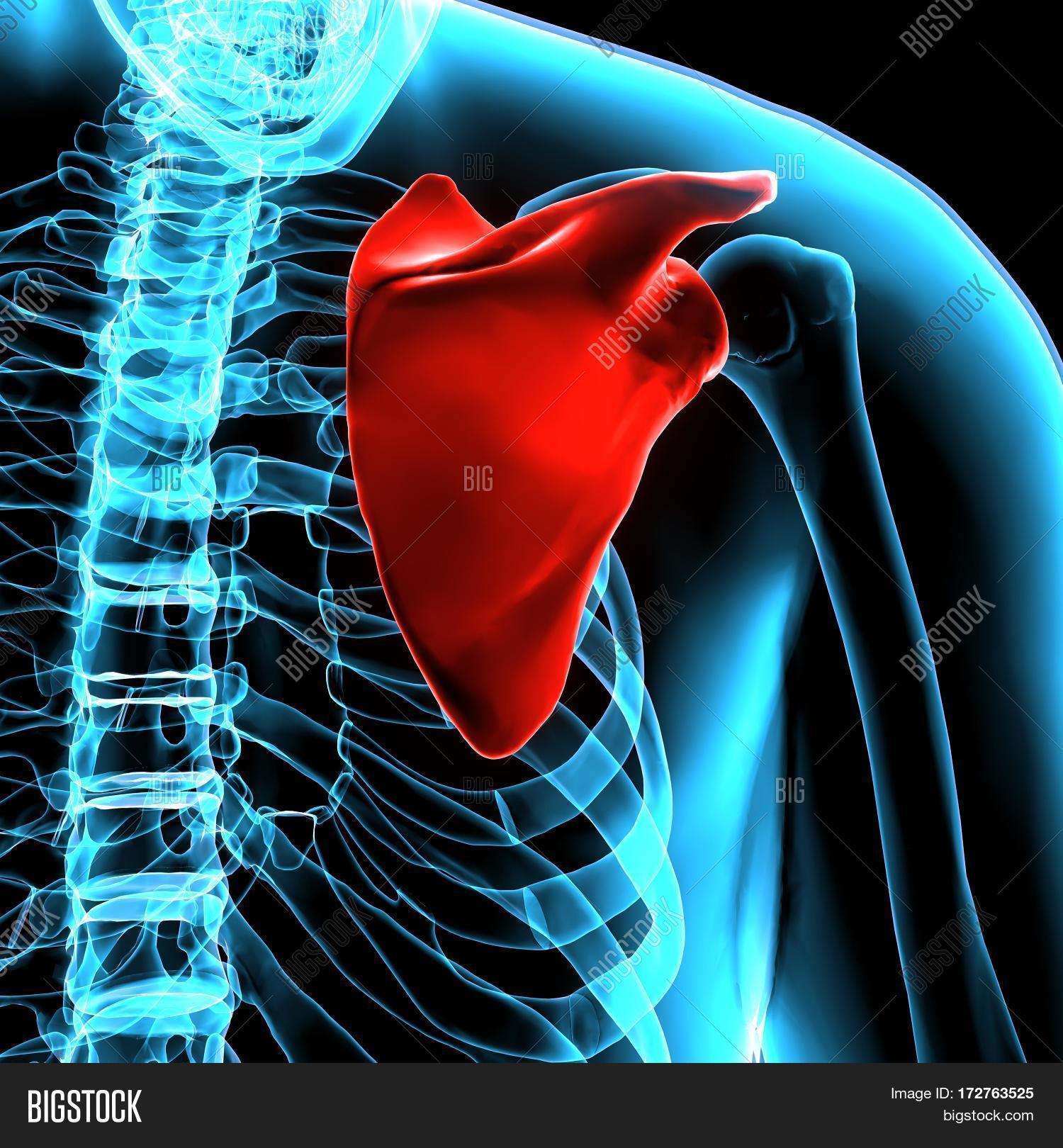 Imagen y foto Scapula Bone (prueba gratis) | Bigstock