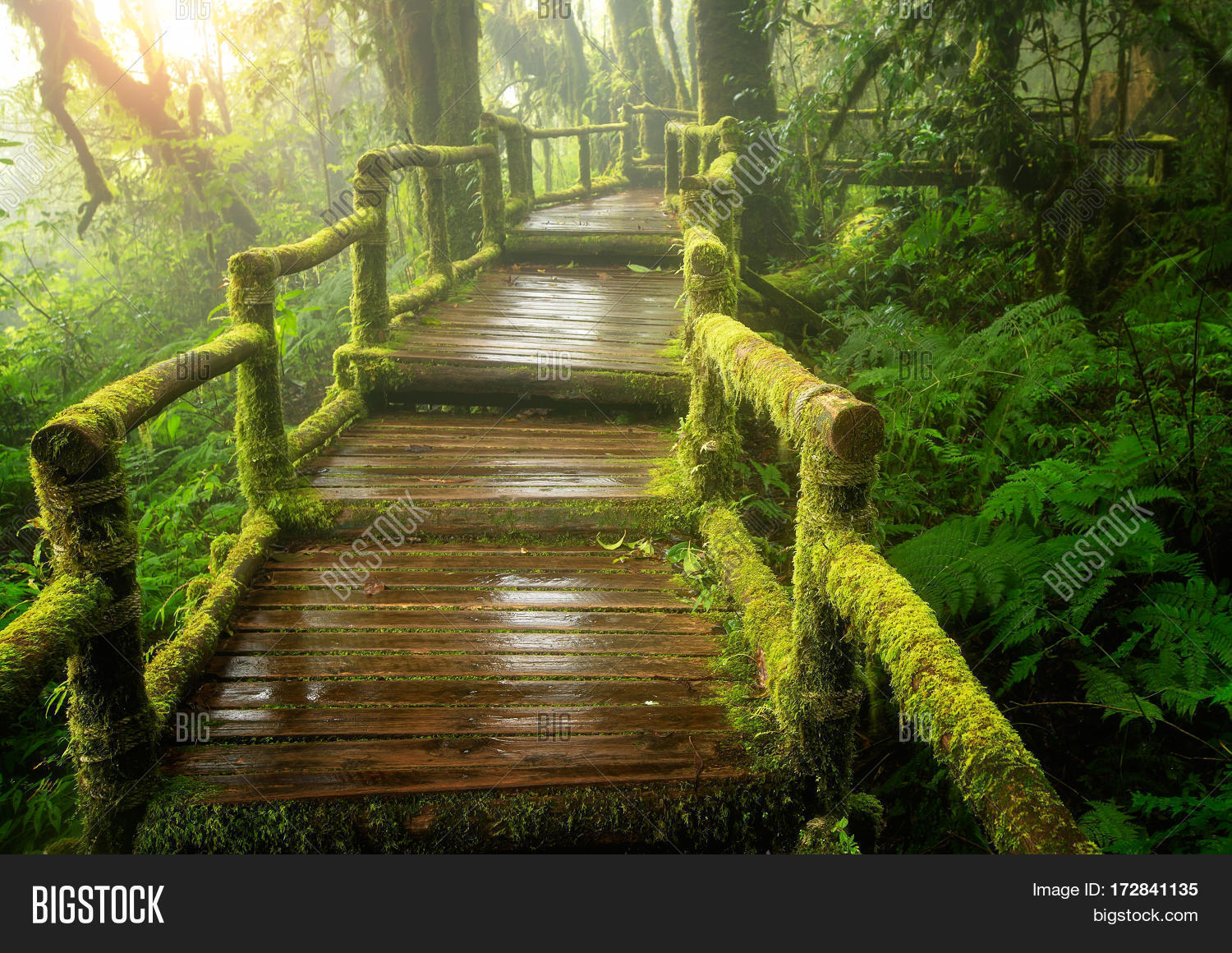 Beautiful Rain Forest Image & Photo (Free Trial) | Bigstock