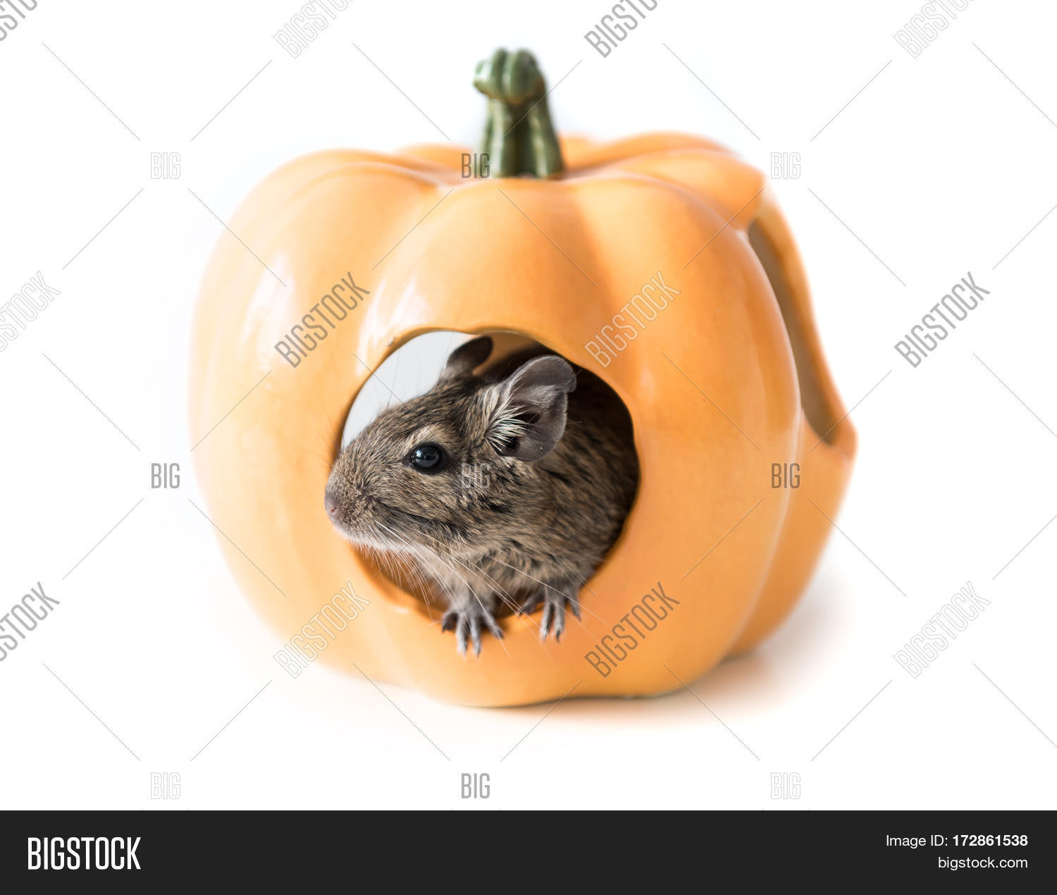 Small Cute Degu Hides Image & Photo (Free Trial) | Bigstock