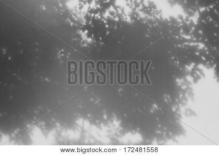 Shadow Tree On Faded Image & Photo (Free Trial) | Bigstock