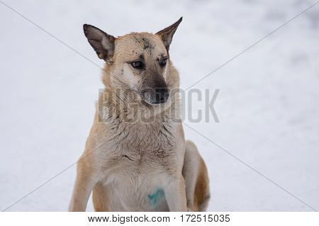 Winter Portrait Cute Image & Photo (Free Trial) | Bigstock