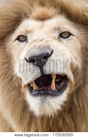 Close White Lion Huge Image & Photo (Free Trial) | Bigstock
