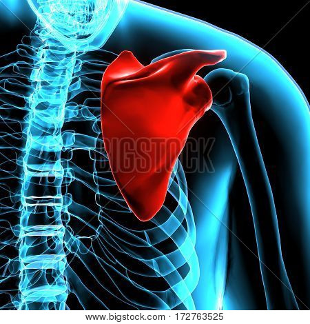 Scapula Bone Anatomy Image & Photo (Free Trial) | Bigstock