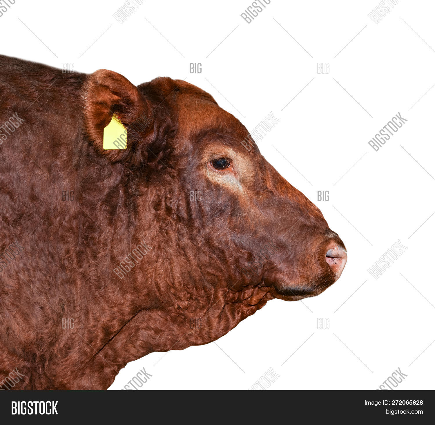 Bull Isolated On White Image & Photo (Free Trial) | Bigstock