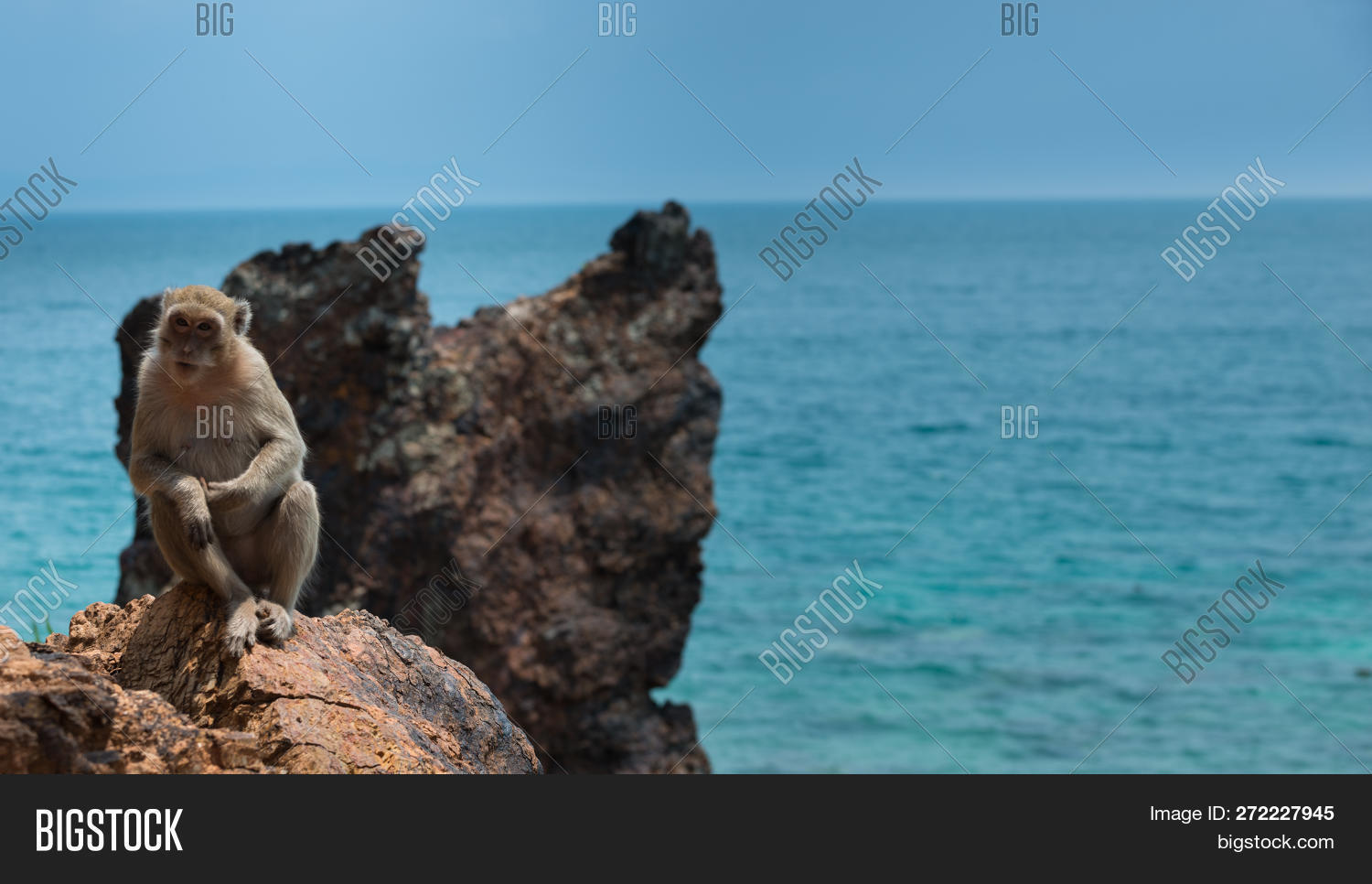 Monkey Beach Thailand Image & Photo (Free Trial) | Bigstock