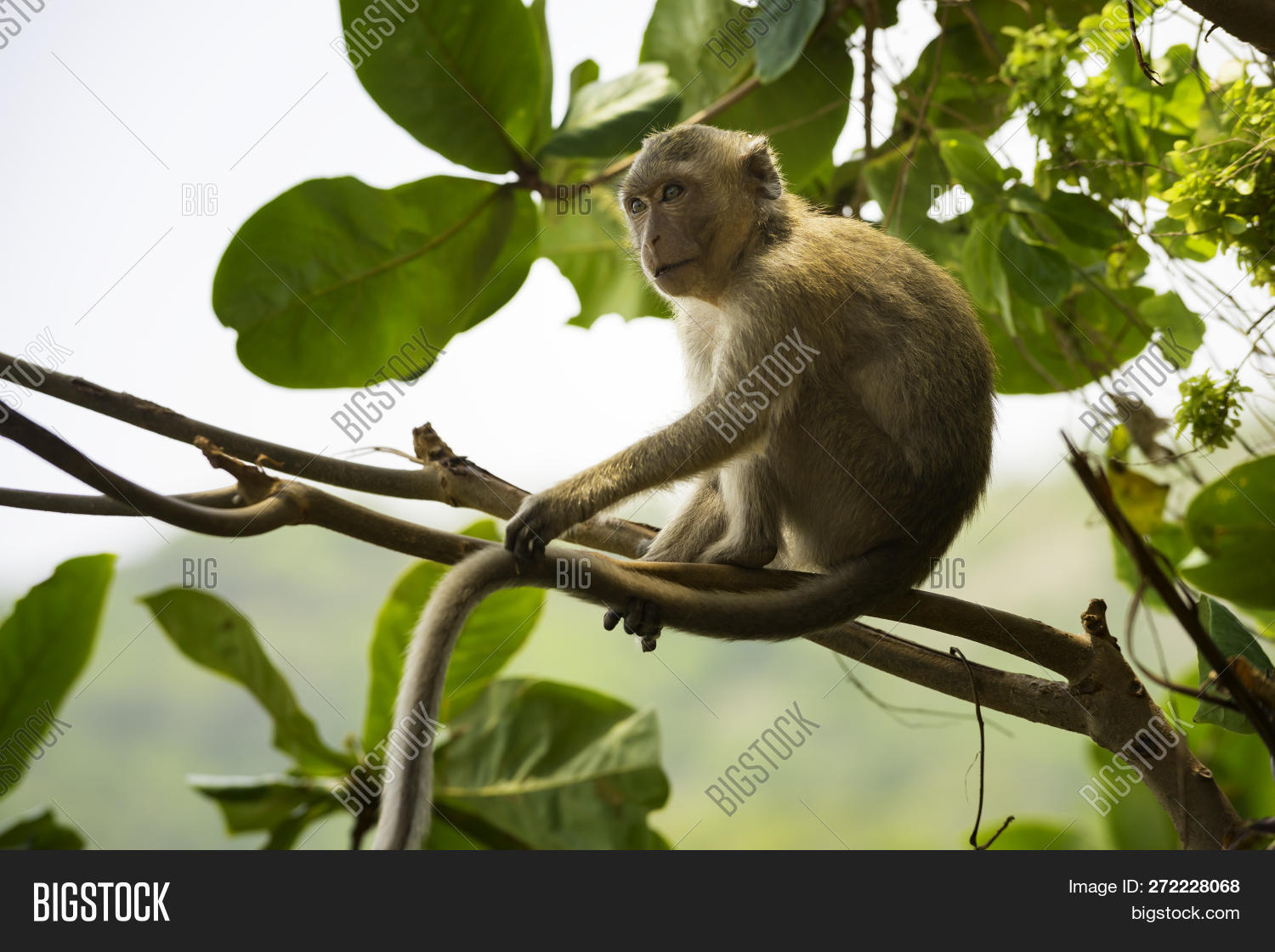 Crab-eating Macaque Image & Photo (Free Trial) | Bigstock