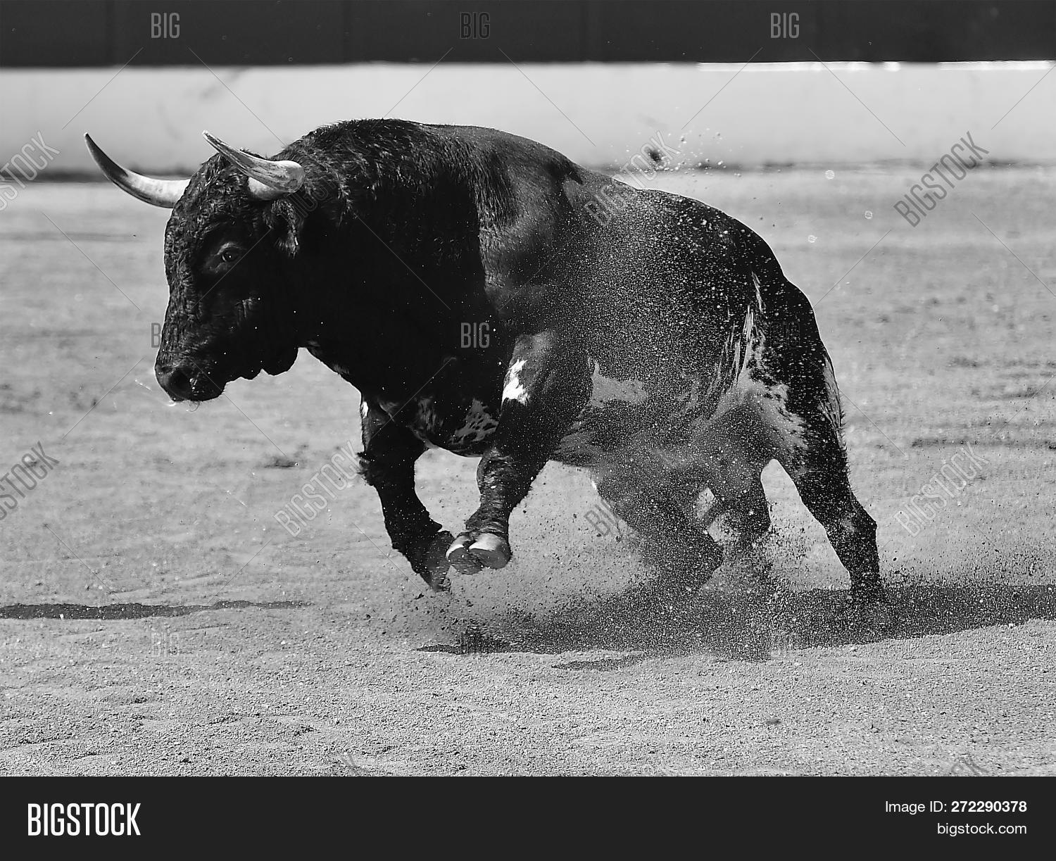 Angry Bull Spain Image & Photo (Free Trial) | Bigstock