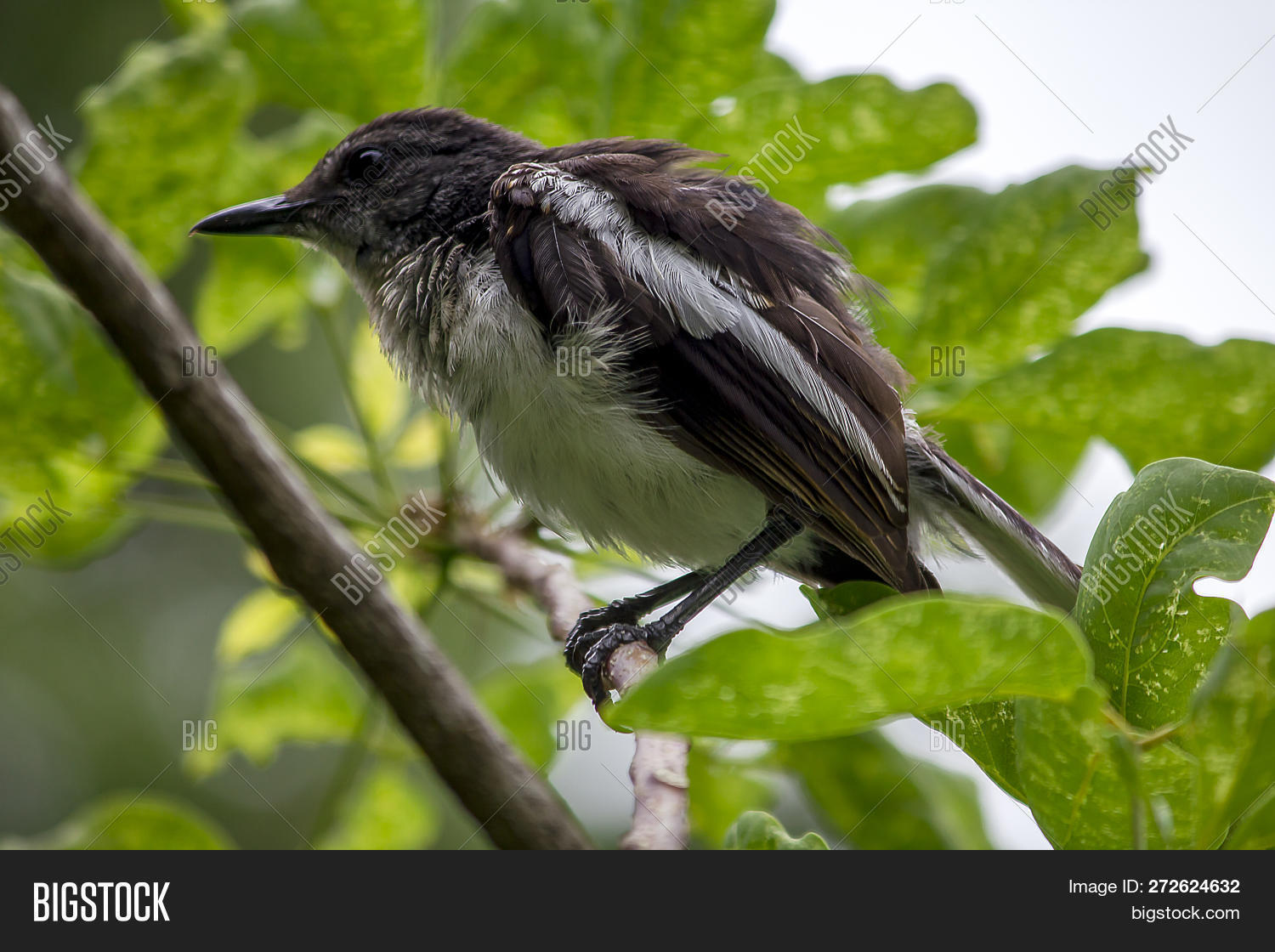 Copsychus Saularis On Image & Photo (Free Trial) | Bigstock