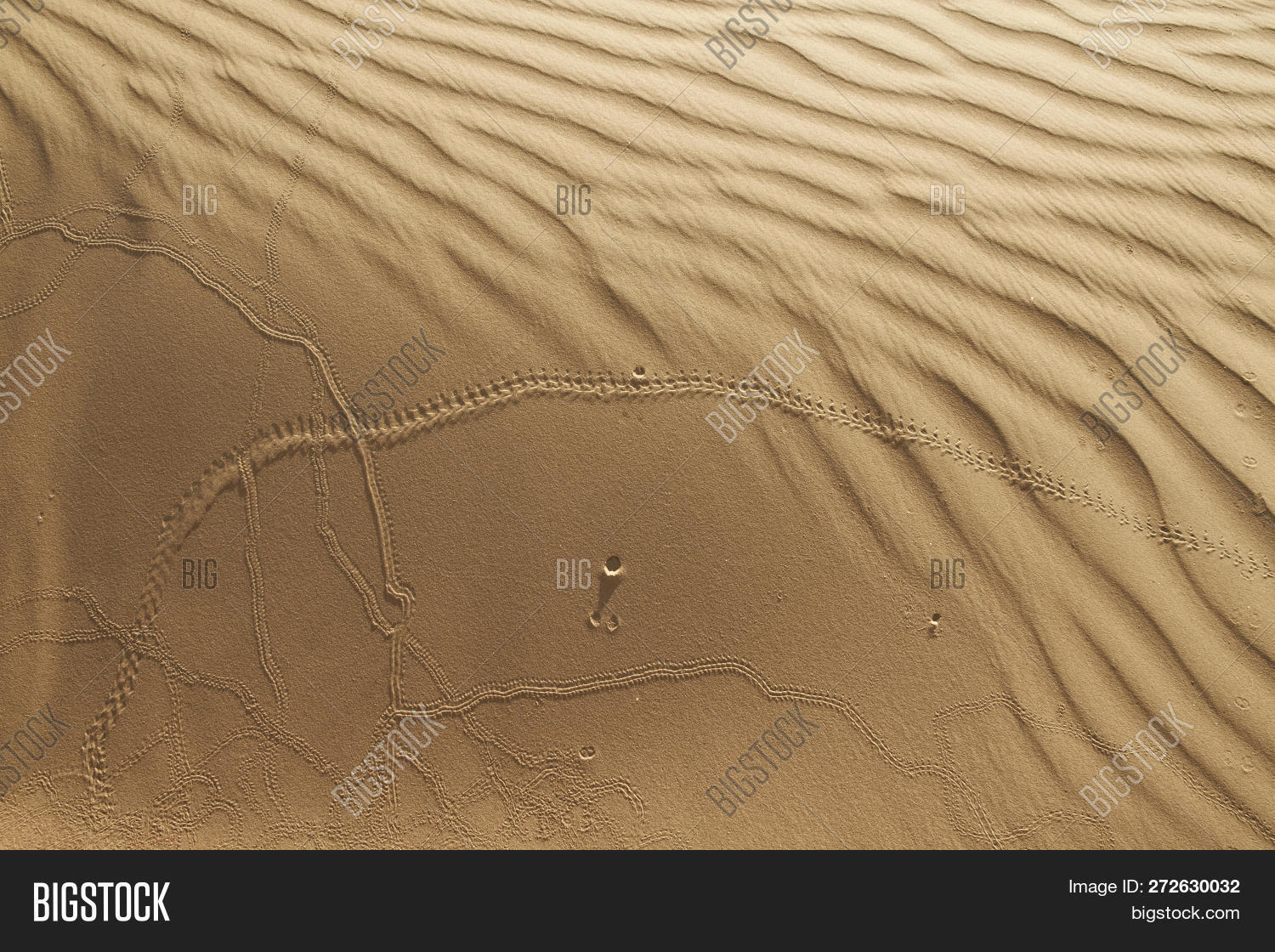 Footprint Insect Image & Photo (Free Trial) | Bigstock