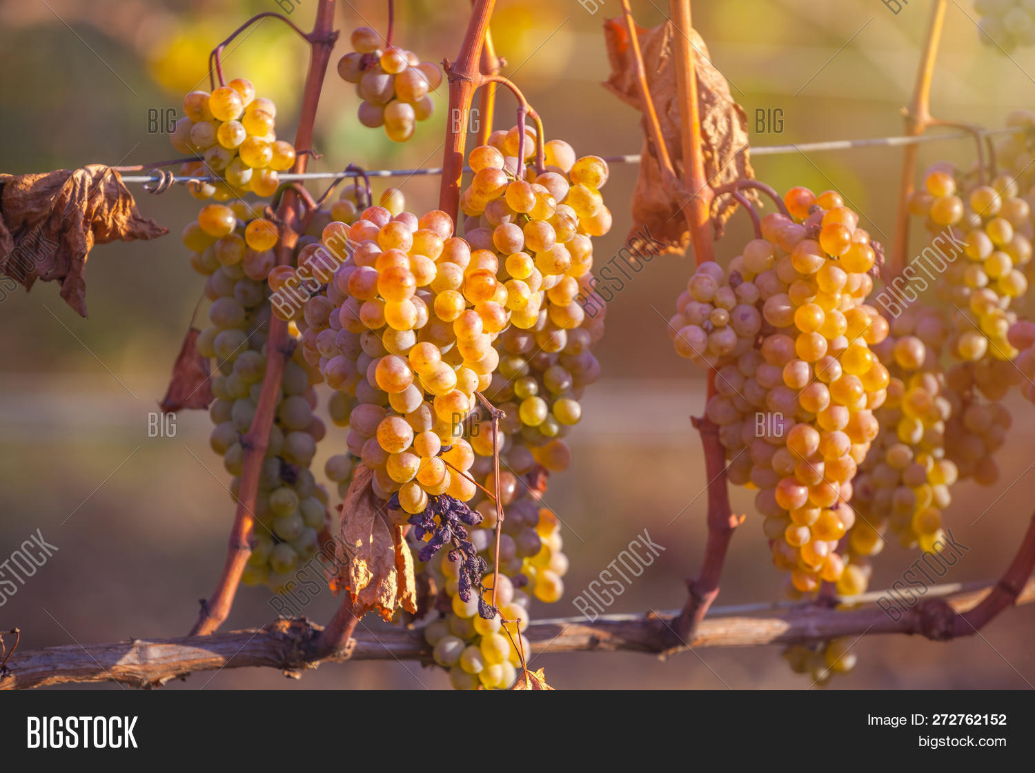Golden Ripe Grapes Image & Photo (Free Trial) | Bigstock