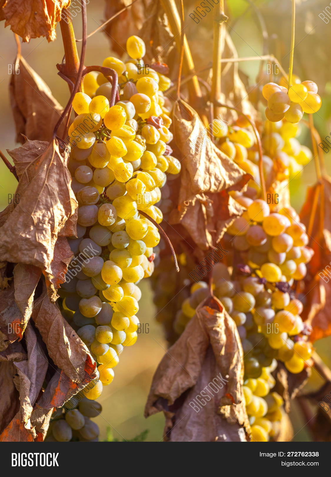 Golden Ripe Grapes Image & Photo (Free Trial) | Bigstock