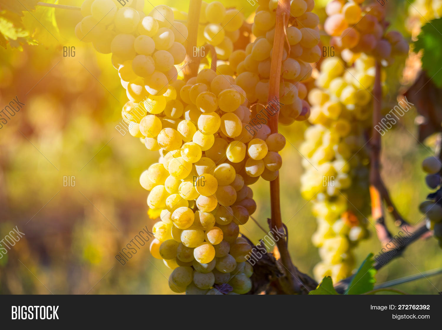 Golden Ripe Grapes Image & Photo (Free Trial) | Bigstock