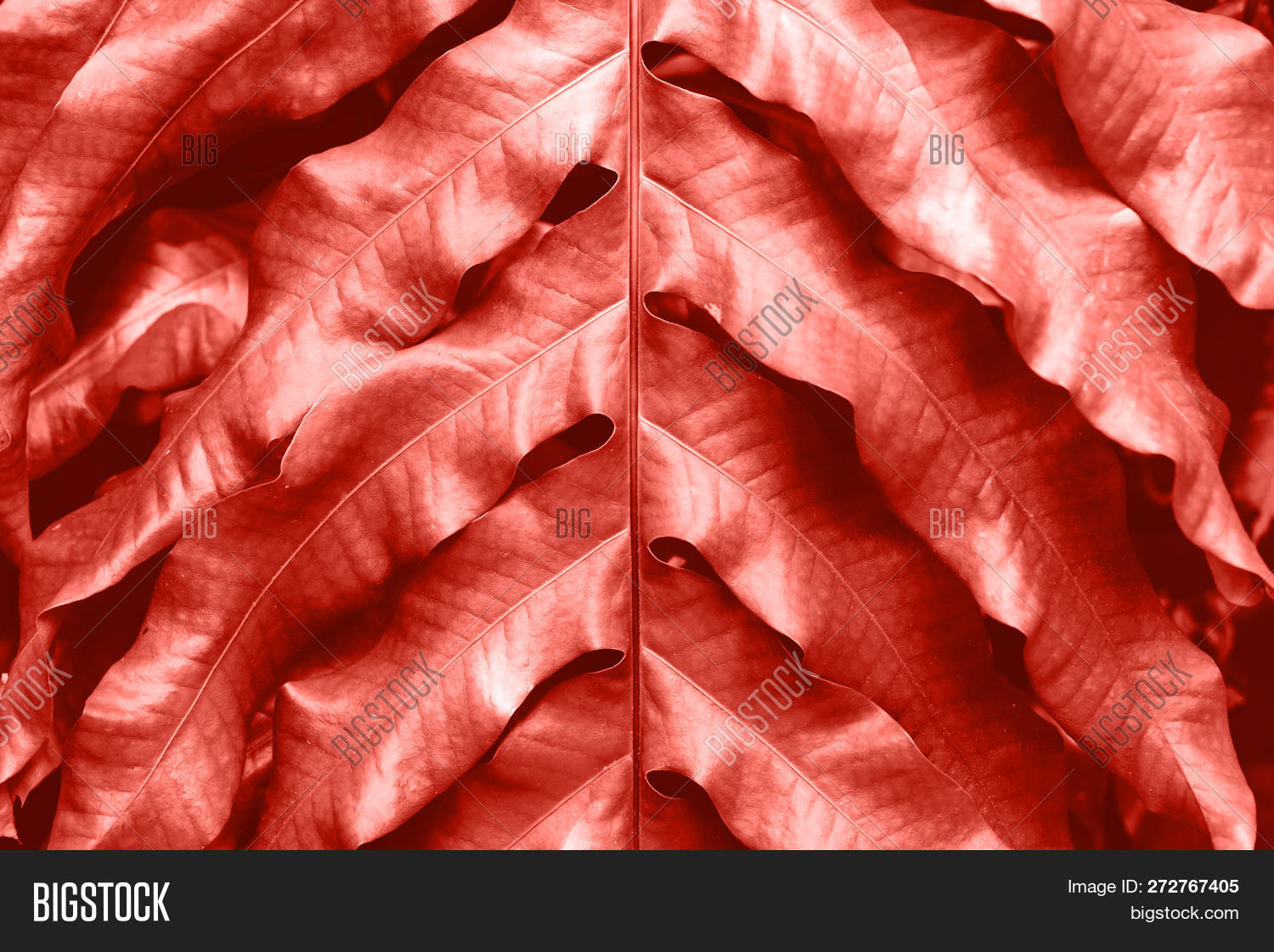 Tropical Leaf Texture Image & Photo (Free Trial) | Bigstock