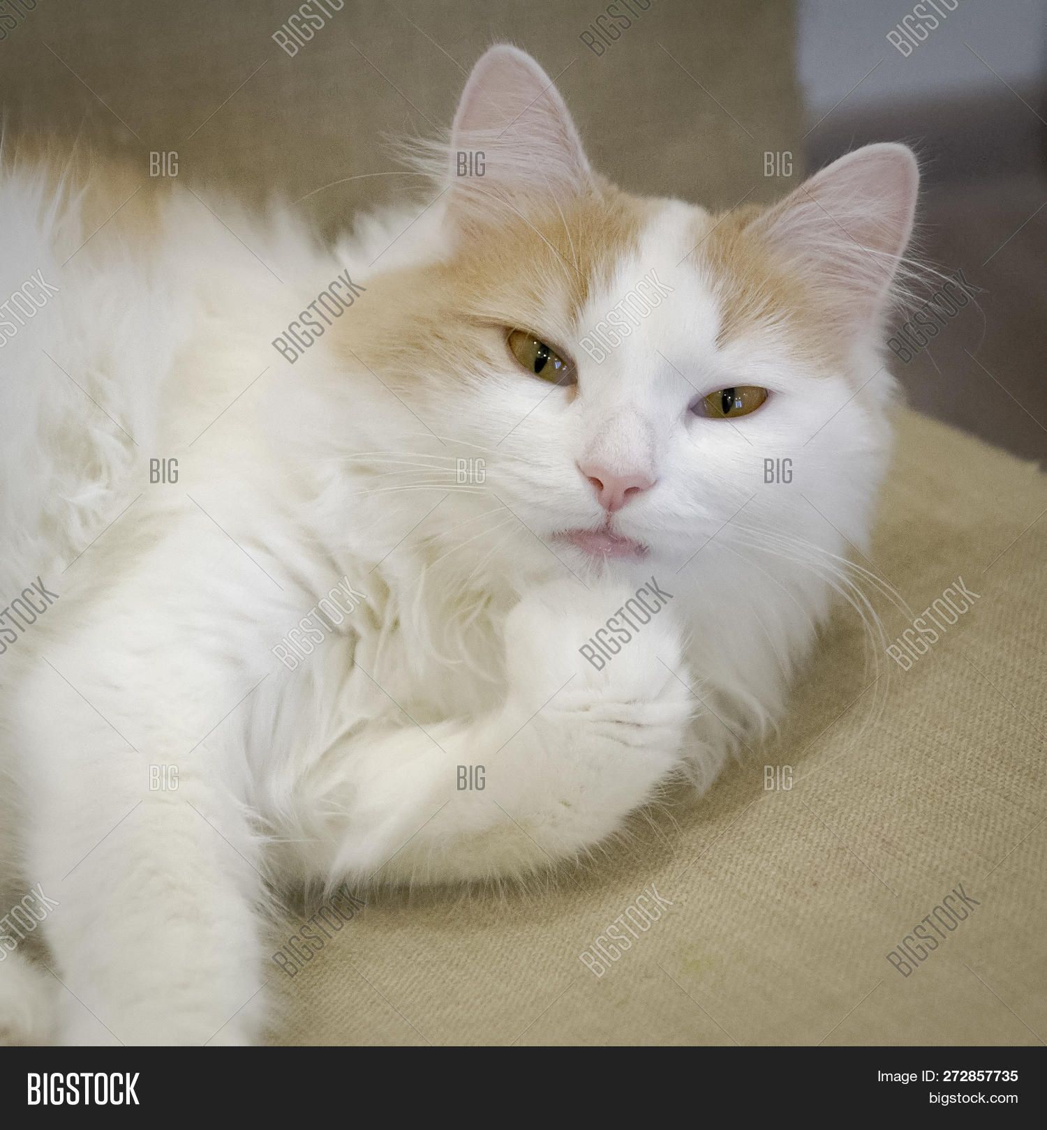 Domestic White Beige Image & Photo (Free Trial) | Bigstock