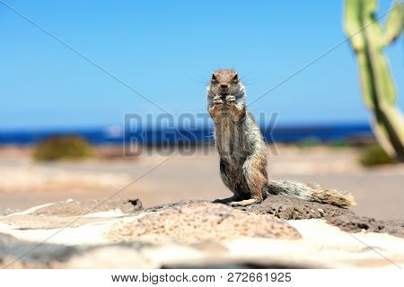One Gopher. Nice Close Image & Photo (Free Trial) | Bigstock