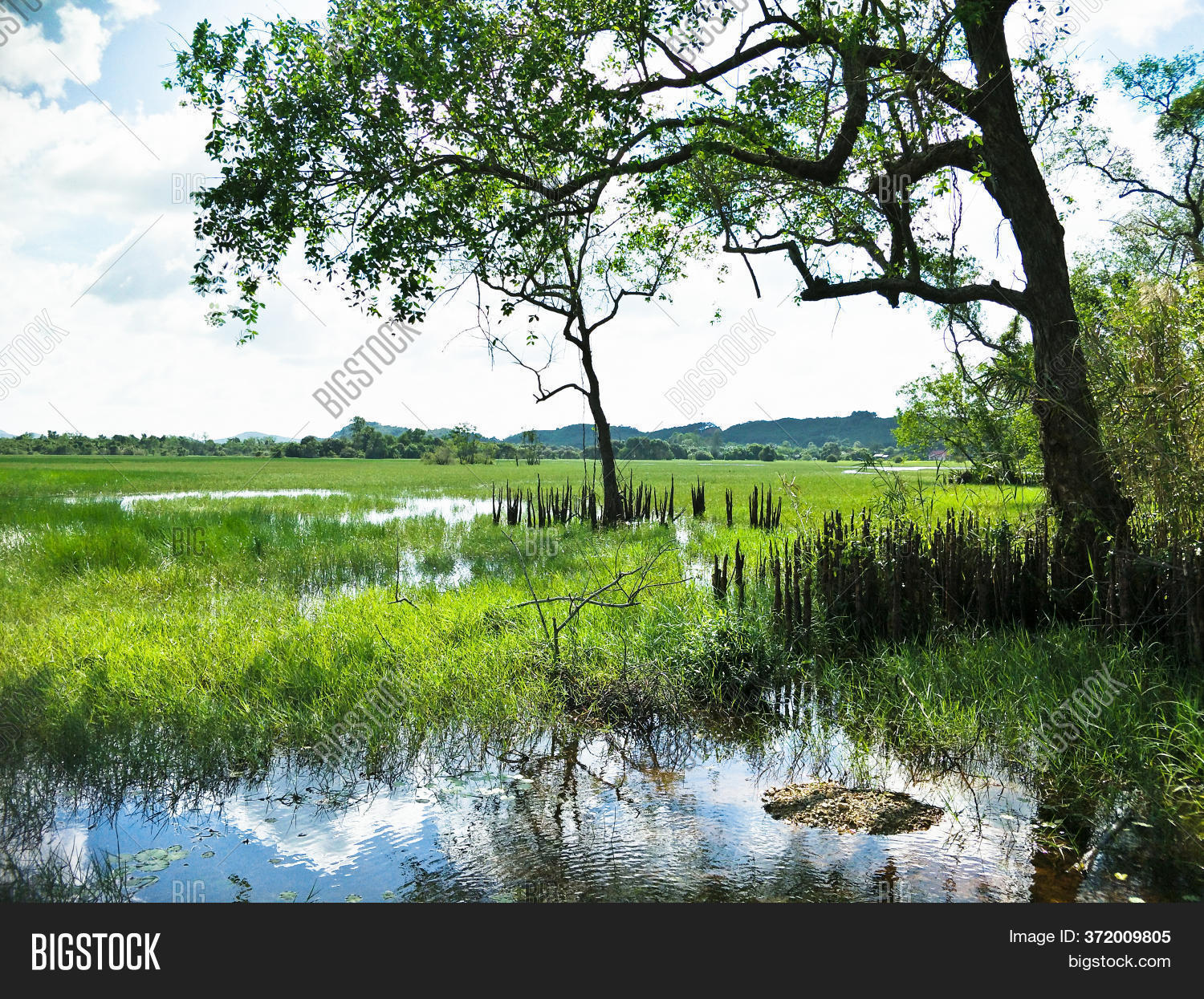 Summer Landscape Swamp Image & Photo (Free Trial) | Bigstock