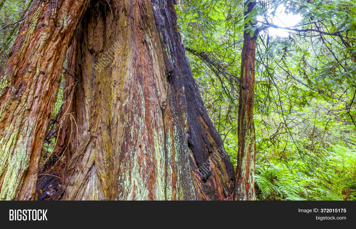 Giant Red Cedar Trees Image & Photo (Free Trial) | Bigstock