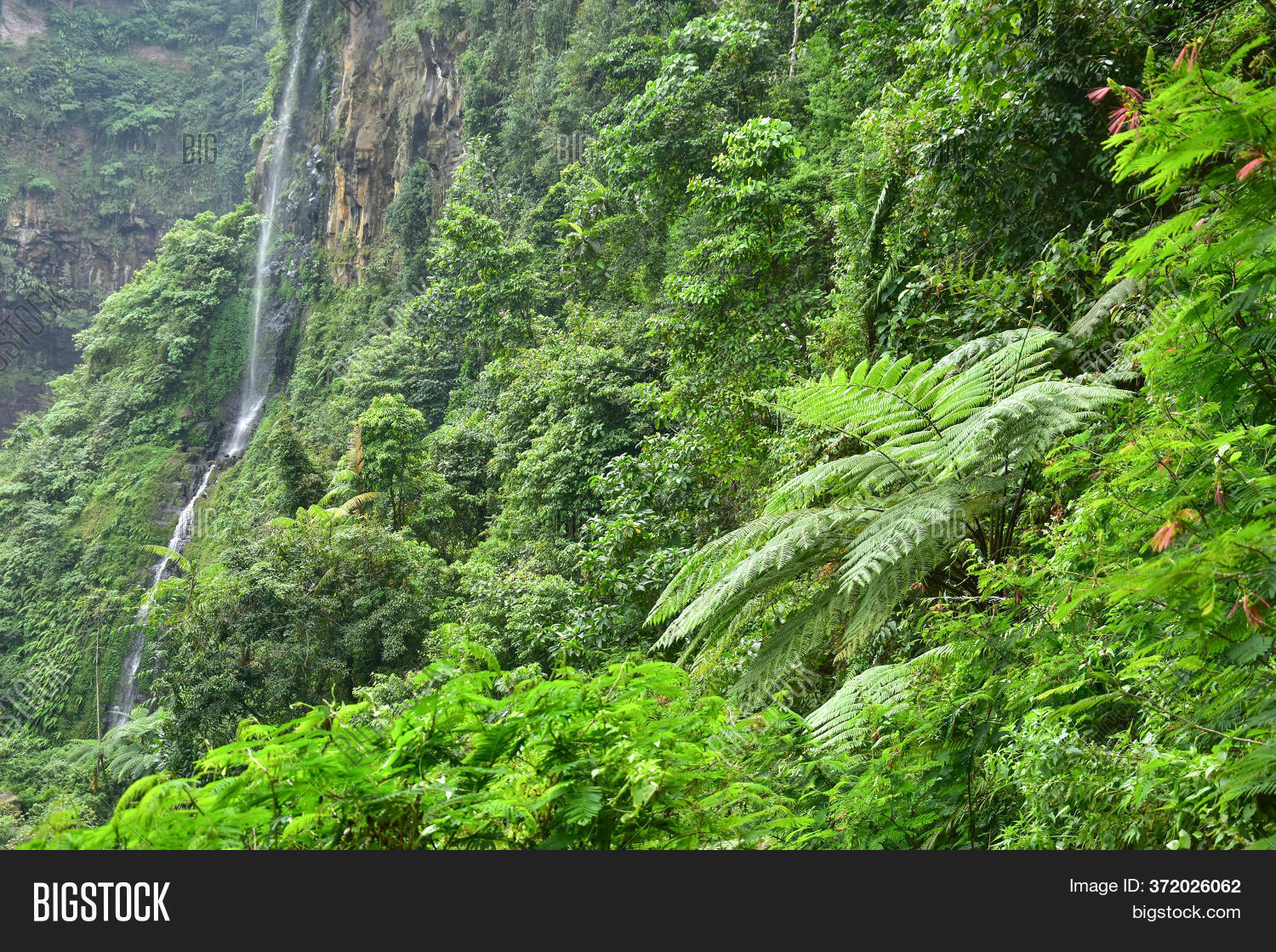 Many Giant Fern Trees Image & Photo (Free Trial) | Bigstock