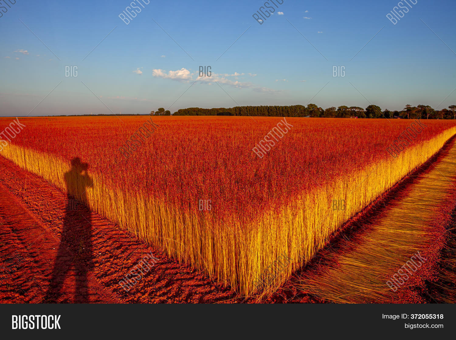 Flax Fields Normandy, Image & Photo (Free Trial) | Bigstock