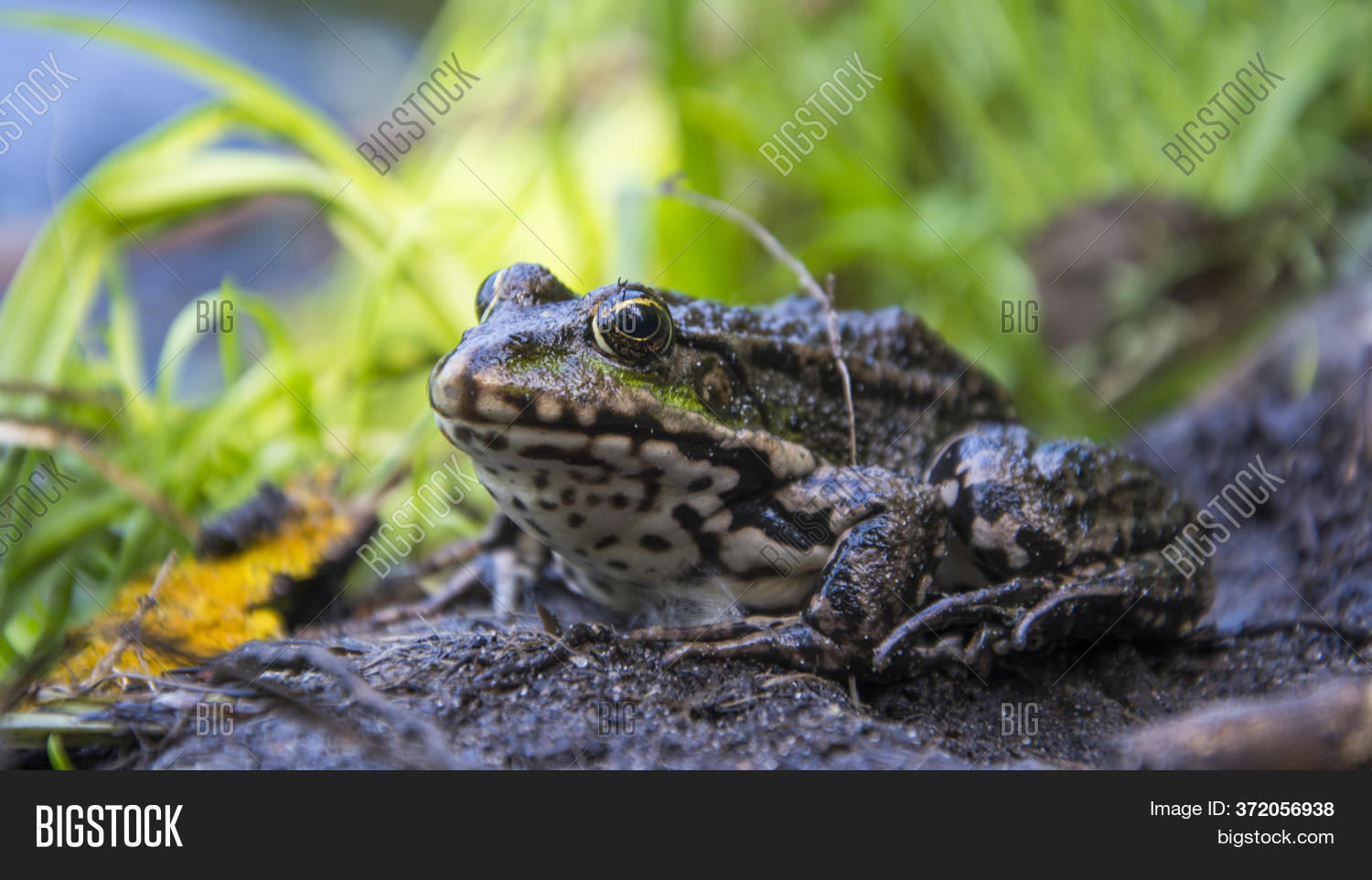 Summer, Green Toad Image & Photo (Free Trial) | Bigstock
