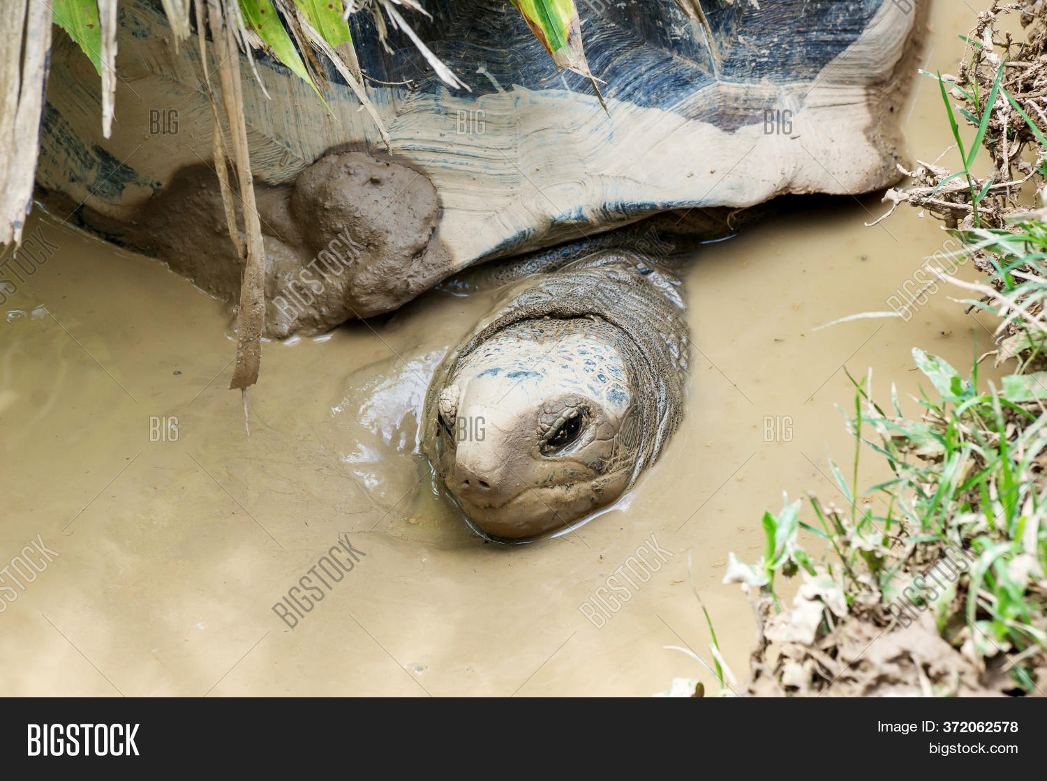 Close Face Turtle Image & Photo (Free Trial) | Bigstock