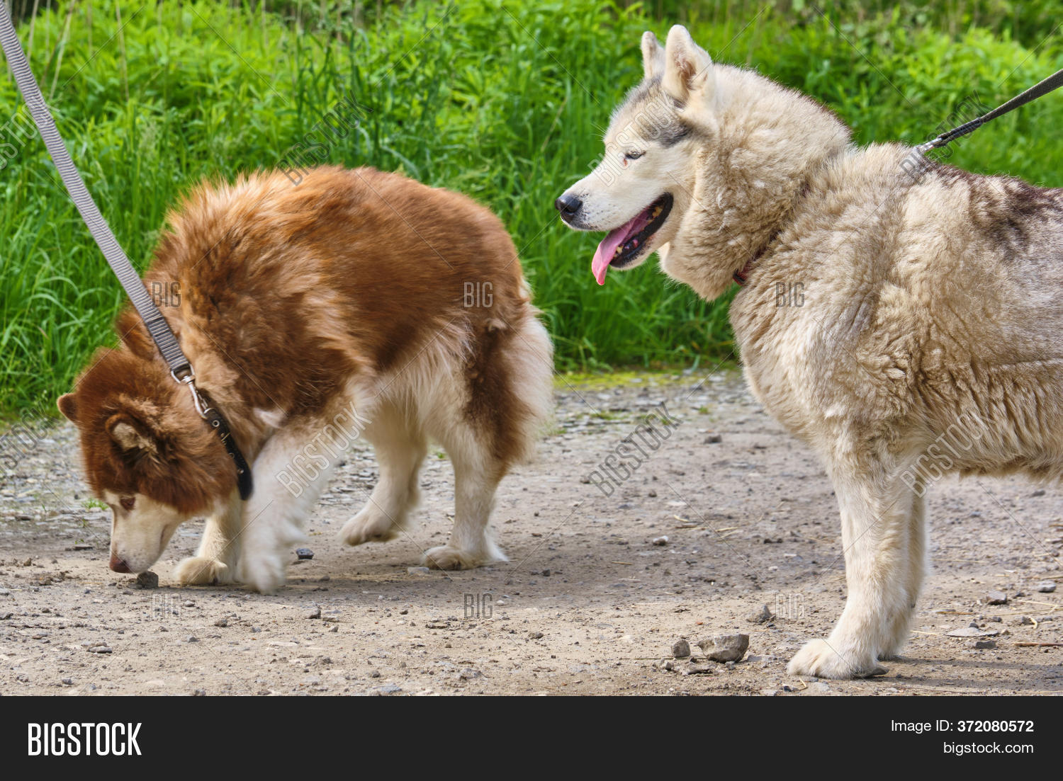 Two Furry Dogs On Image & Photo (Free Trial) | Bigstock