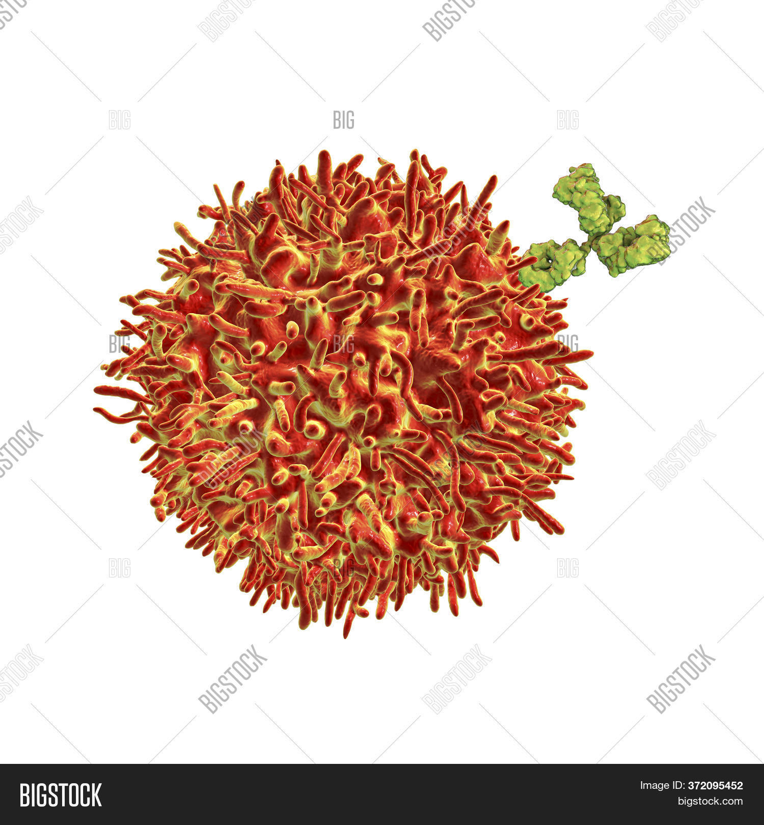 B-cell Antibodies, 3d Image & Photo (Free Trial) | Bigstock
