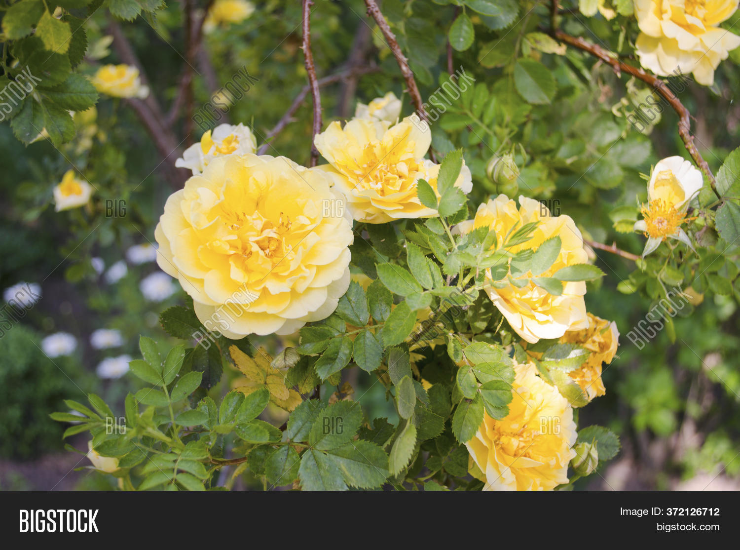 Roses Summer. Bush Image & Photo (Free Trial) | Bigstock