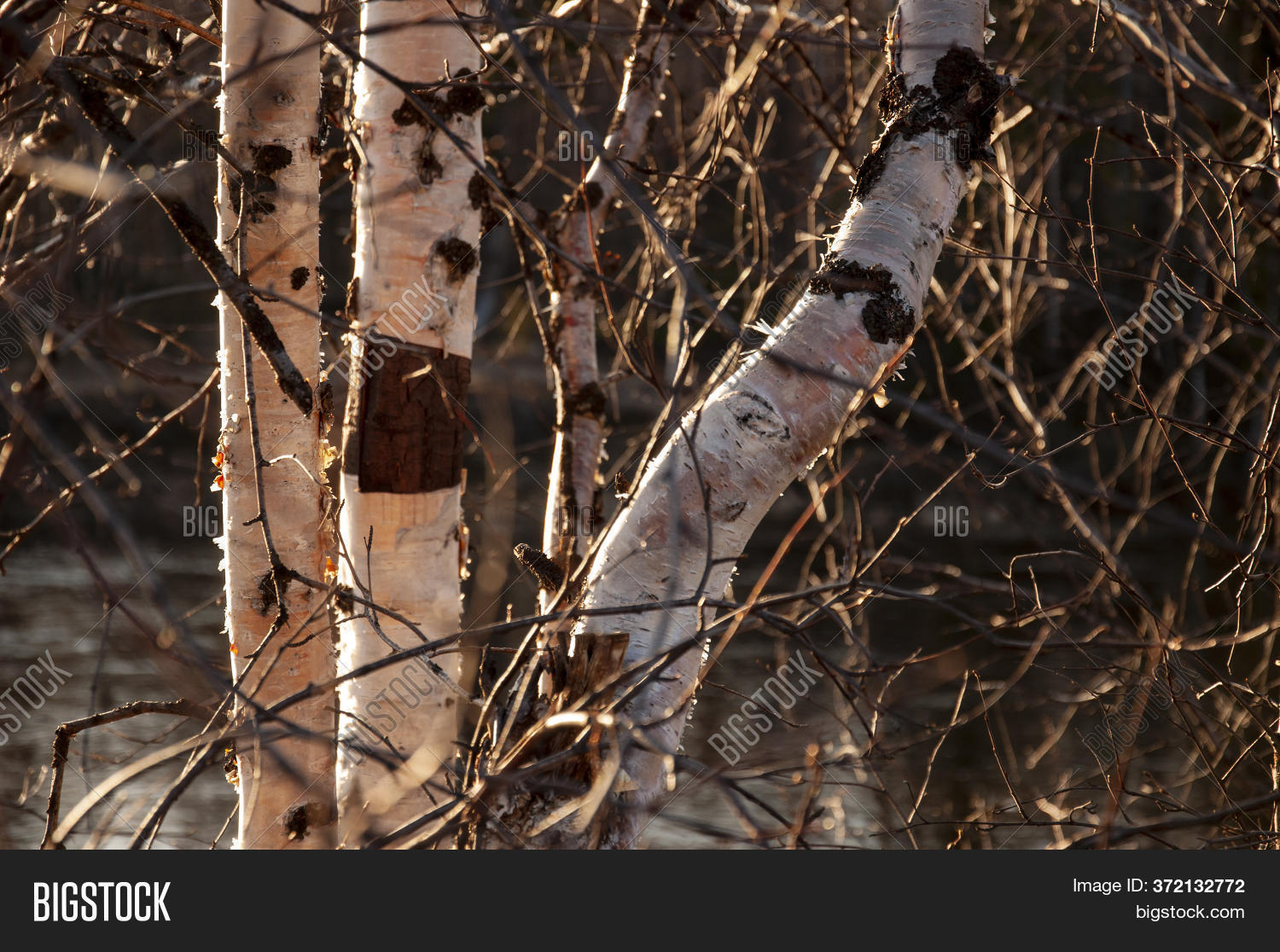 Birch Trees Without Image & Photo (Free Trial) | Bigstock