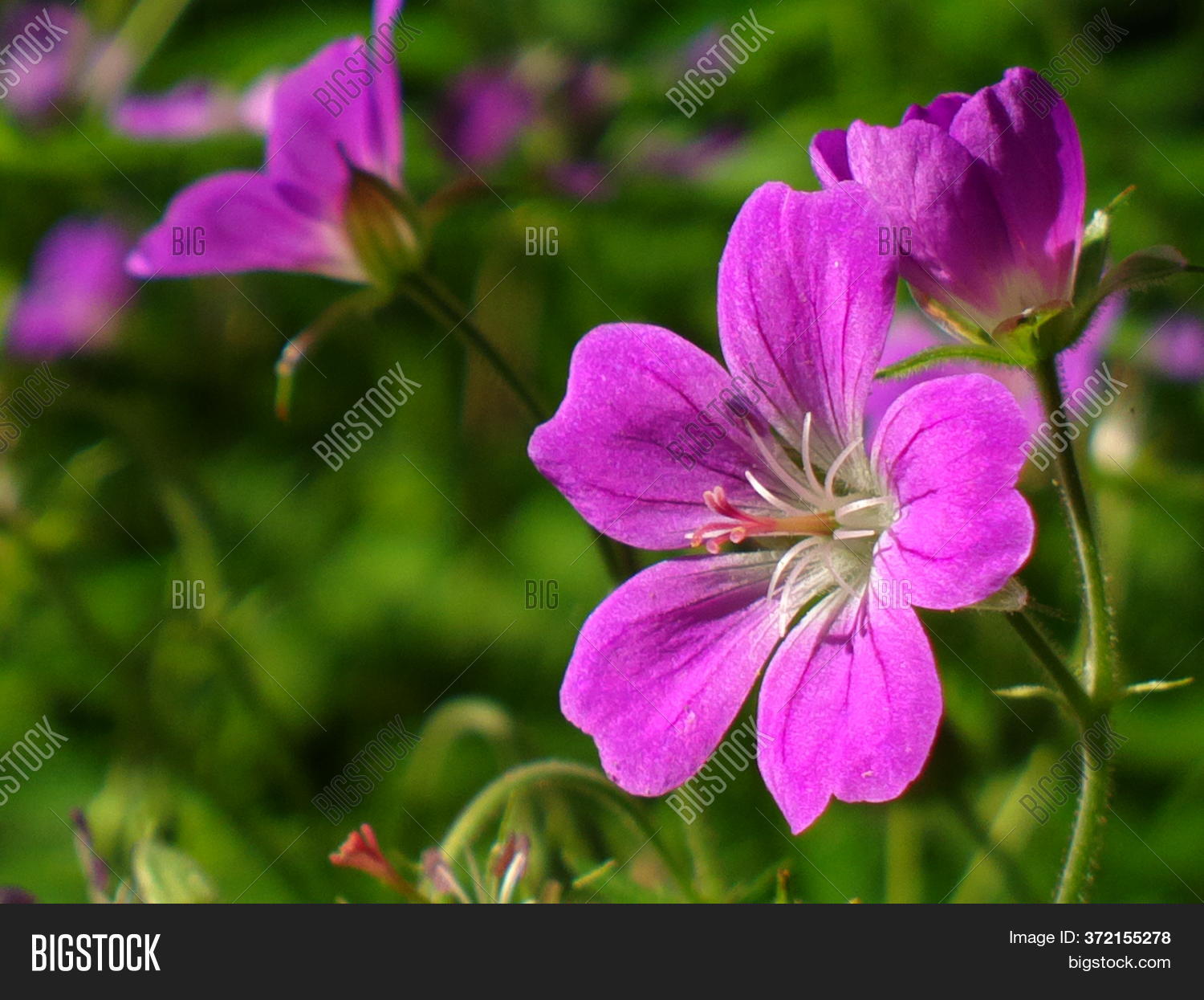 Close Purple Flower Image & Photo (Free Trial) | Bigstock