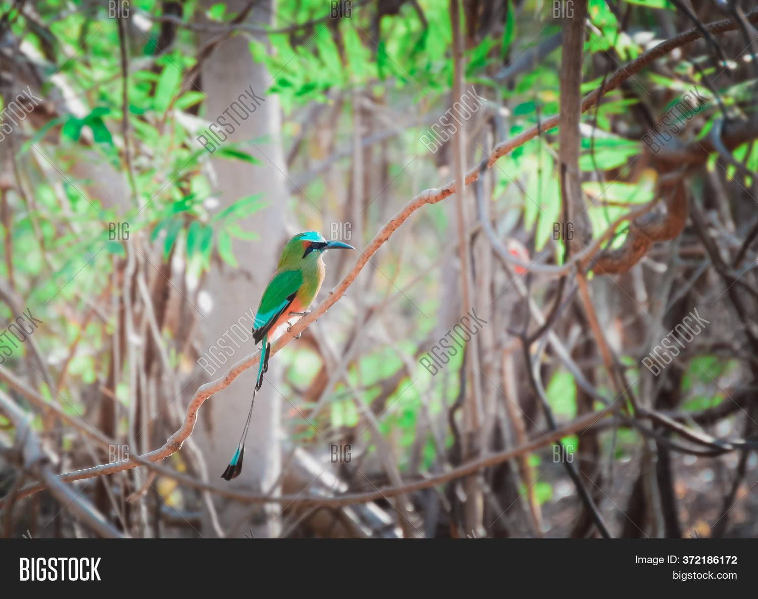 Bird Hidden Among Image & Photo (Free Trial) | Bigstock