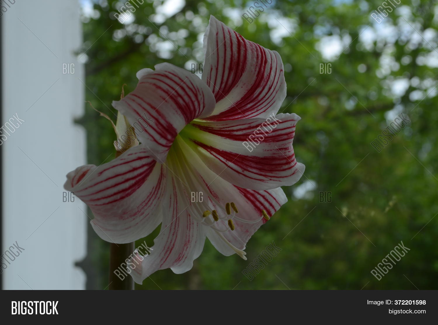 Closeup Hippeastrum Image & Photo (Free Trial) | Bigstock